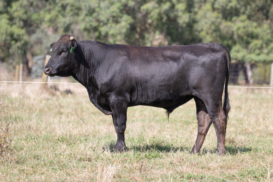 Glory Beef